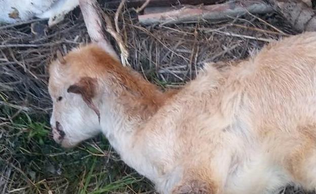 Esclarecen la muerte de una cabra que apareció con las patas cortadas ...
