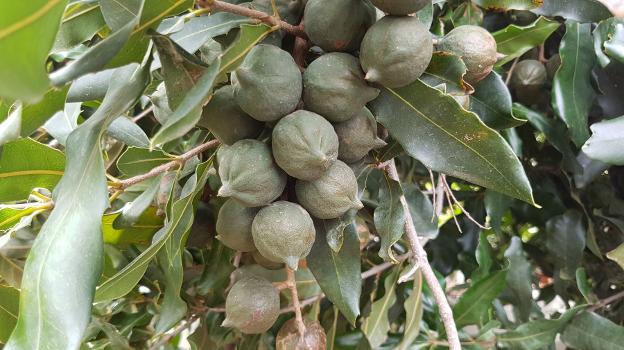 La nuez de macadamia: Un fruto por descubrir muy nutritivo y ...
