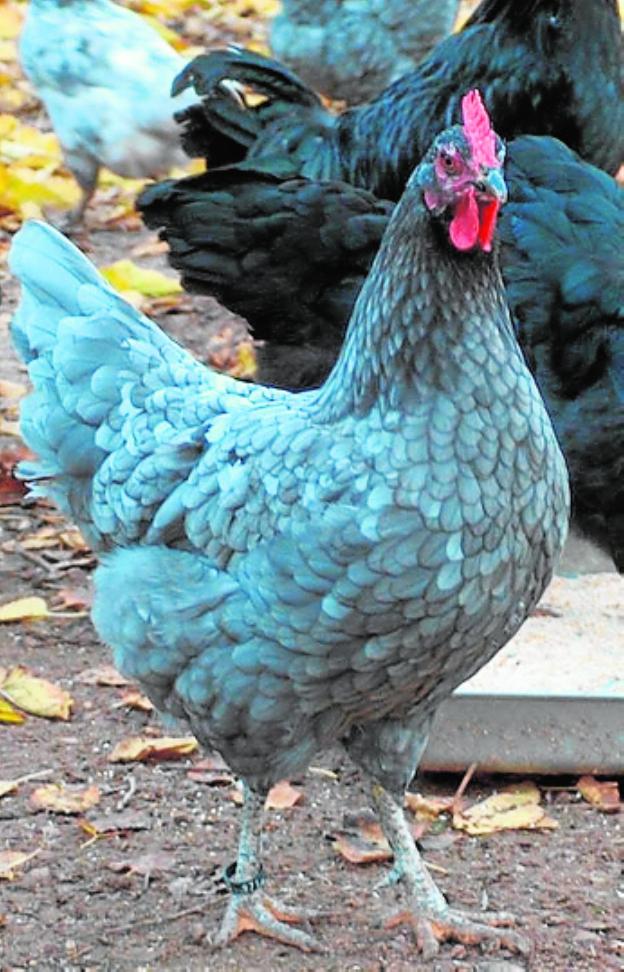 La gallina extremeña azul es reconocida oficialmente como raza ...