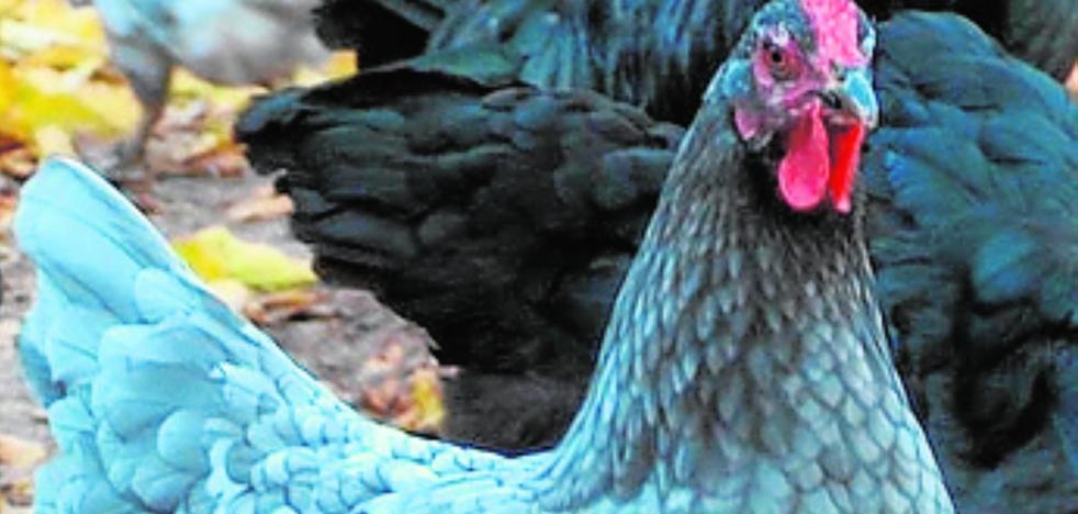 La gallina extremeña azul es reconocida oficialmente como raza ...