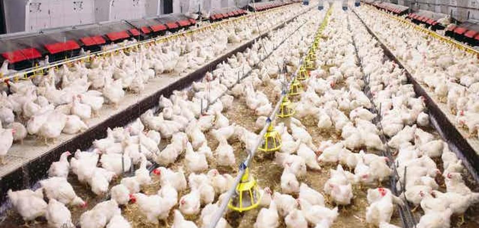 ¿Qué es la enfermedad de Newcastle? El virus que afecta los pollos en ...