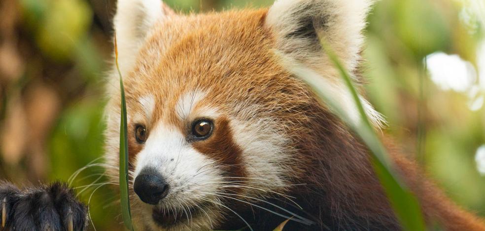 Así es el panda rojo, un animal único y en peligro de extinción que ...