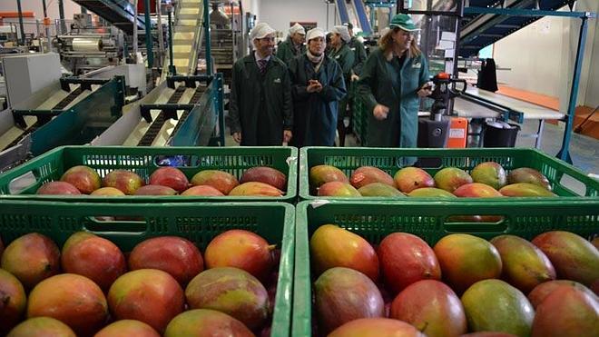 Arranca la cosecha del mango, que triplicará la producción del año ...