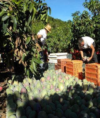 La cosecha de mango de este año en la Axarquía, de récord | Diario Sur