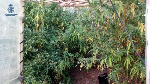Desmantelan un invernadero de marihuana en una finca de Frigiliana | Diario Sur