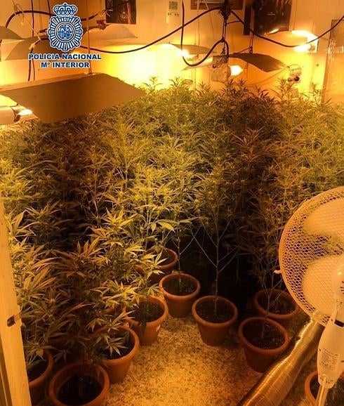 Desmantelan una plantación de cannabis en un piso de Antequera | Diario Sur